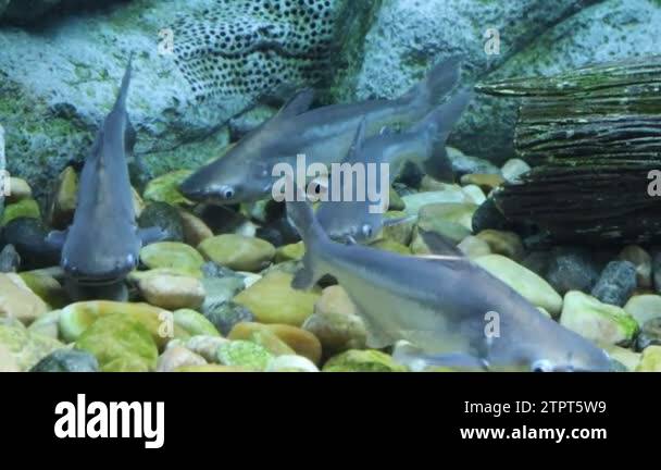Leather fish Stock Videos & Footage - HD and 4K Video Clips - Alamy