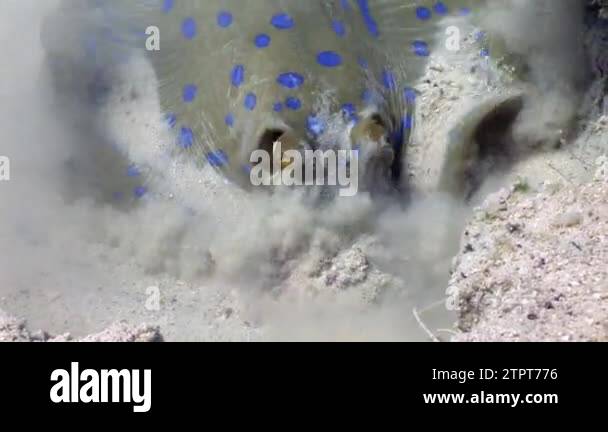 Bluespotted stingray Taeniura Lumma hiding under coral underwater Red ...