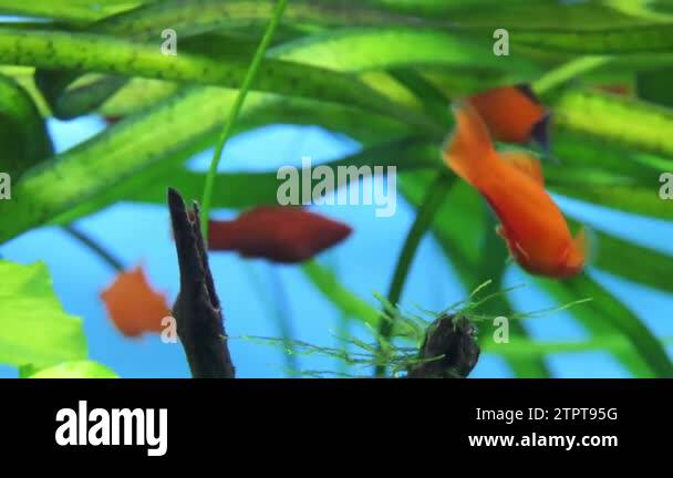 Order of the sword Stock Videos & Footage - HD and 4K Video Clips - Alamy