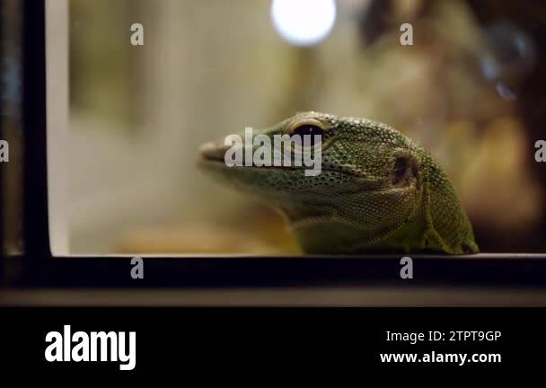 Horizontal terrarium Stock Videos & Footage - HD and 4K Video Clips - Alamy