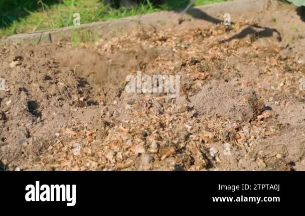 The garden soil is mixed with quail droppings and sawdust. After ...