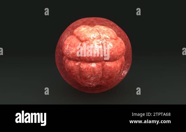 Dividing egg cell Stock Videos & Footage - HD and 4K Video Clips - Alamy
