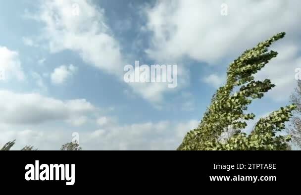 Strong wind tree blowing Stock Videos & Footage - HD and 4K Video Clips ...