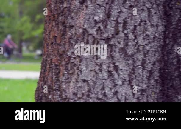 Chair behind the tree Stock Videos & Footage - HD and 4K Video Clips ...