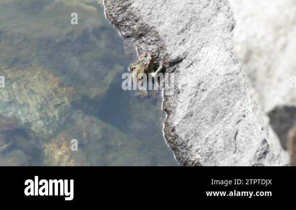 Toad underwater Stock Videos & Footage - HD and 4K Video Clips - Alamy