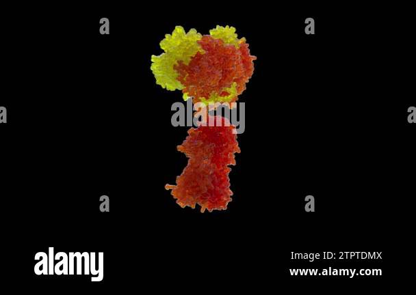 3D animated Model of a white blood cell. Human Antibody T cell rotation ...