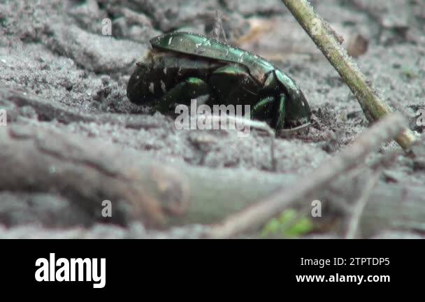 Insect burrows Stock Videos & Footage - HD and 4K Video Clips - Alamy