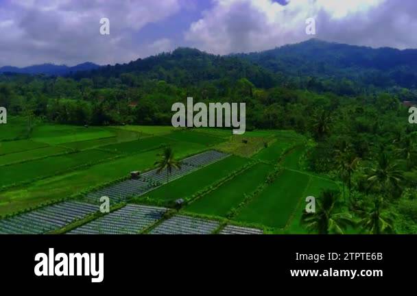 Aerial View of Green Rice Fields and villages in Pronojiwo, Lumajang ...