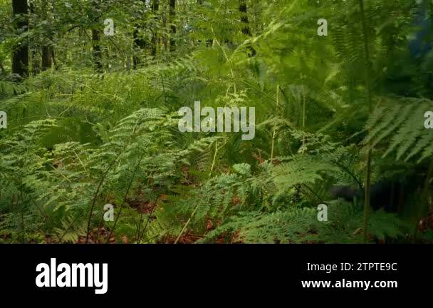 Rambling walks Stock Videos & Footage - HD and 4K Video Clips - Alamy