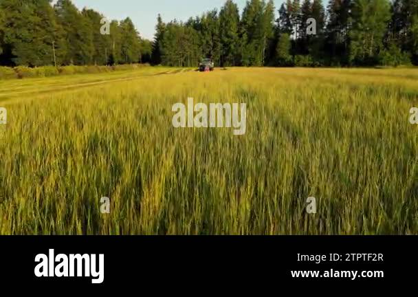 Maize game crop Stock Videos & Footage - HD and 4K Video Clips - Alamy