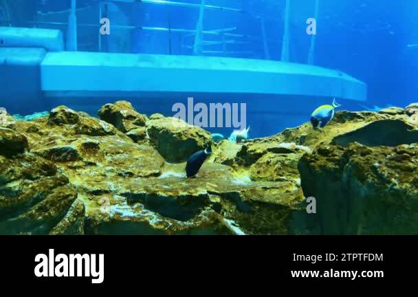 Sea life underwater Stock Videos & Footage - HD and 4K Video Clips - Alamy