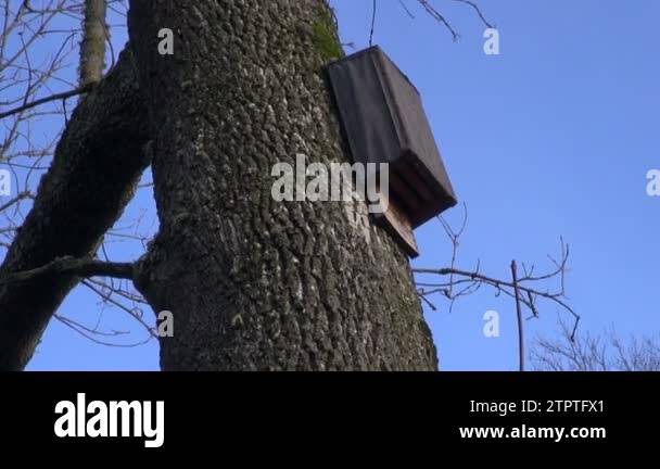 Wooden nesting box for bats Stock Videos & Footage - HD and 4K Video ...