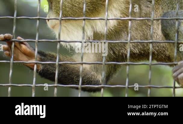 This footage offers an intimate view of a monkey within a zoo enclosure ...