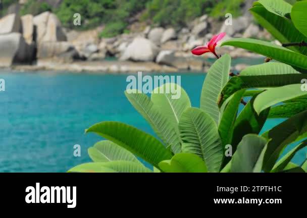 Red frangipani plumeria flower wiggle by the ocean breeze. Rippled ...