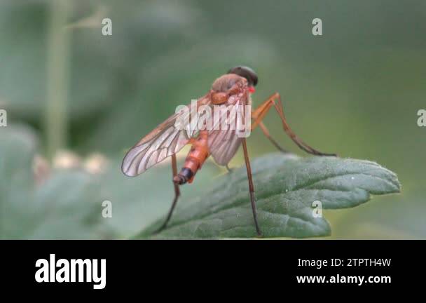 Asilidae family robber flies Stock Videos & Footage - HD and 4K Video ...