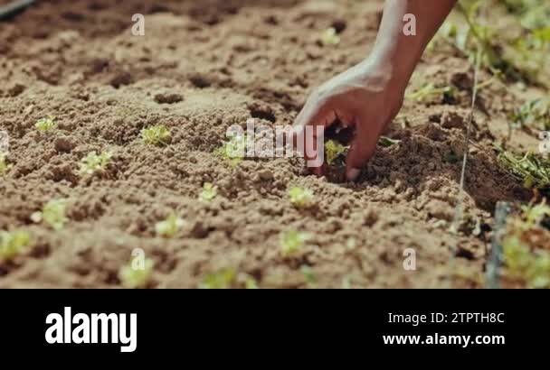 Growth and development of plants Stock Videos & Footage - HD and 4K ...