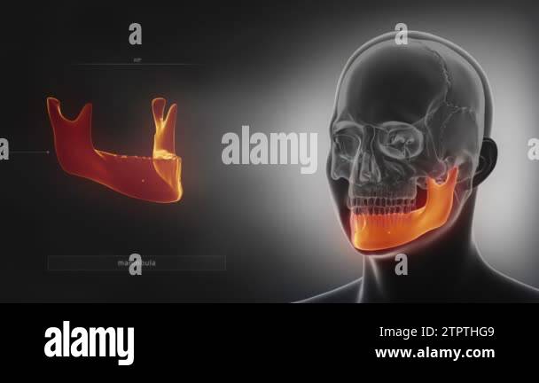 Mandible Stock Videos & Footage - HD and 4K Video Clips - Alamy