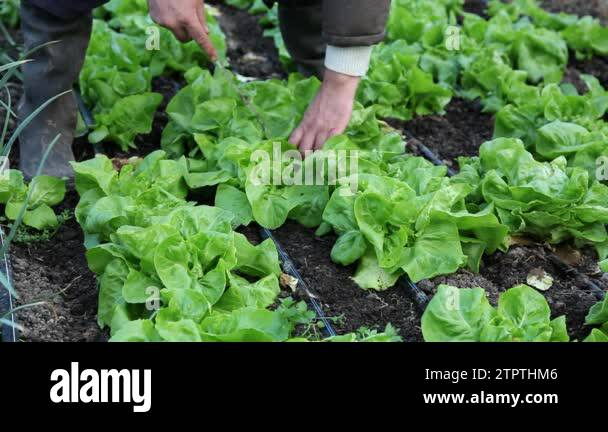 Huerta vegetable garden Stock Videos & Footage - HD and 4K Video Clips ...