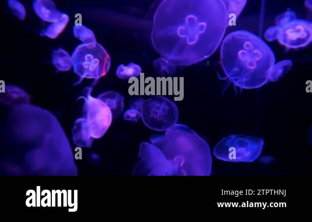 Floating fish nature wild wildlife Stock Videos & Footage - HD and 4K ...