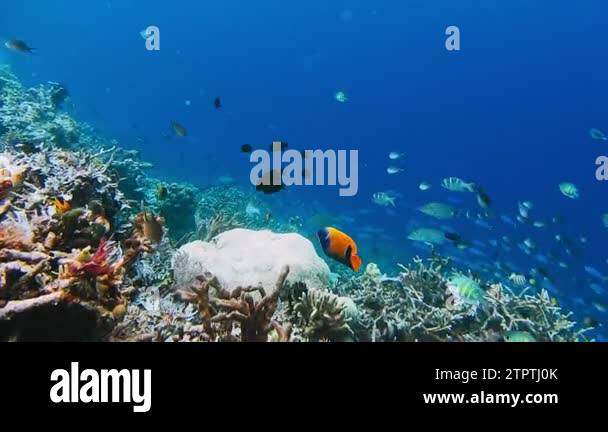 Underwater landscape of coral reef. Amazing underwater marine life ...