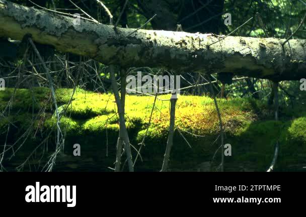 Preserved forest Stock Videos & Footage - HD and 4K Video Clips - Alamy