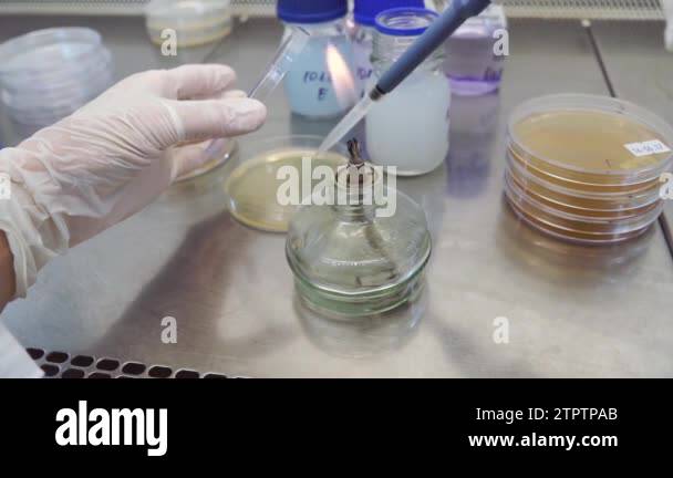 Bunsen Burner flame test in the science laboratory. Clip. Flaming a ...