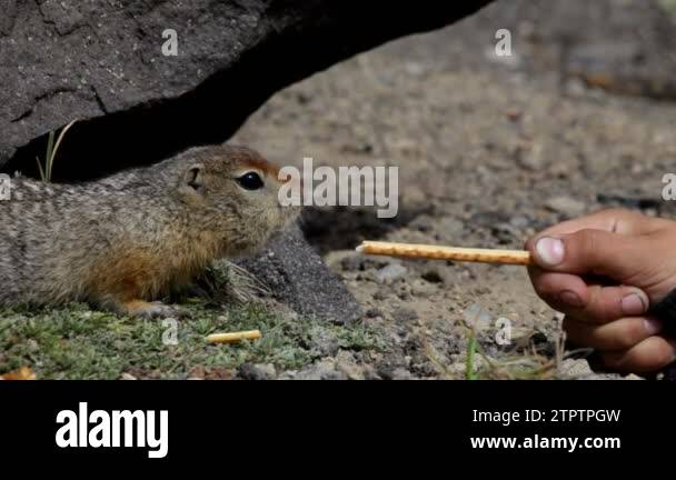 Prairie gopher Stock Videos & Footage - HD and 4K Video Clips - Alamy