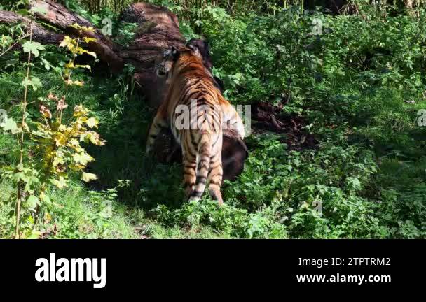 Biggest tiger Stock Videos & Footage - HD and 4K Video Clips - Alamy