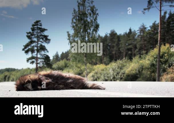 Dead monkey Stock Videos & Footage - HD and 4K Video Clips - Alamy