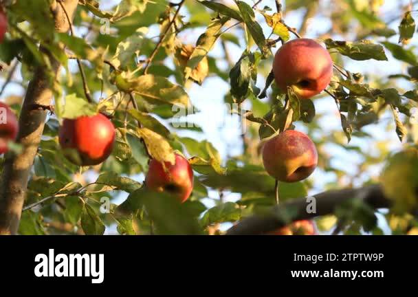 Aplle tree Stock Videos & Footage - HD and 4K Video Clips - Alamy