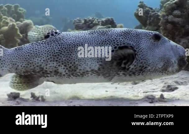 Toothy giant puffer fish Arothron stellatus underwater of Shaab Sharm ...