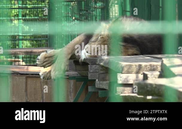 Poor lion Stock Videos & Footage - HD and 4K Video Clips - Alamy