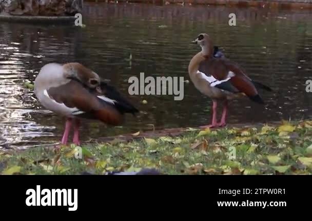 Nile Goose. Bird. The Egyptian goose is a member of the Anatidae family ...