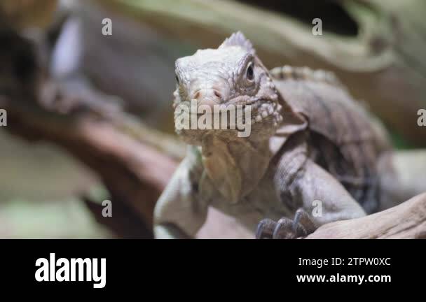 Plant eating reptiles Stock Videos & Footage - HD and 4K Video Clips ...