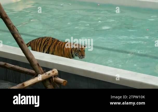 Tiger in pool Stock Videos & Footage - HD and 4K Video Clips - Alamy