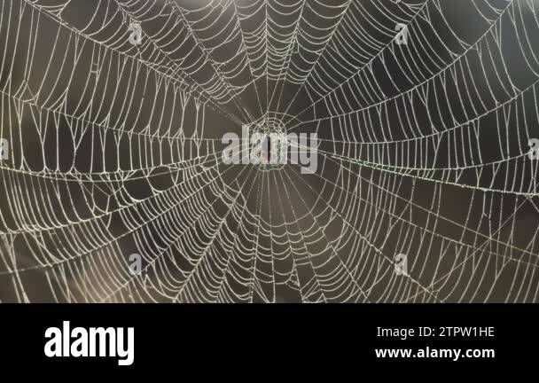 Insect trapped in spider web Stock Videos & Footage - HD and 4K Video ...