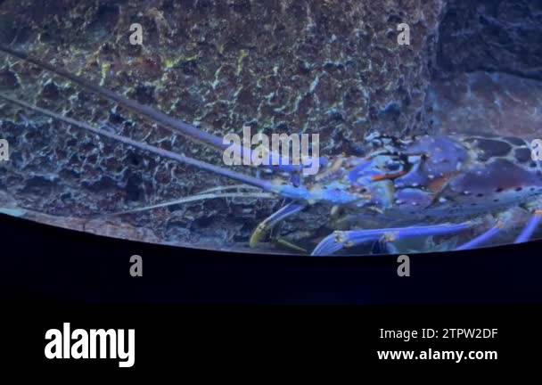 Local lobster Stock Videos & Footage - HD and 4K Video Clips - Alamy