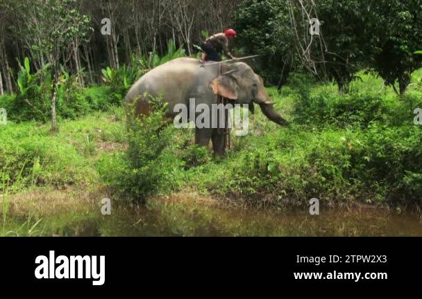 Asian elephant ear back Stock Videos & Footage - HD and 4K Video Clips ...