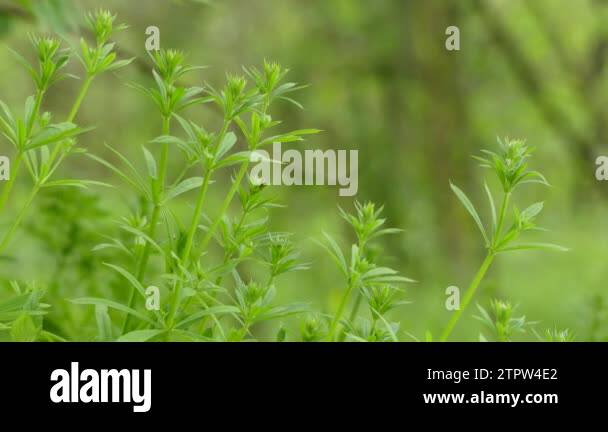Cleavers goosegrass galium aparine plant Stock Videos & Footage - HD ...