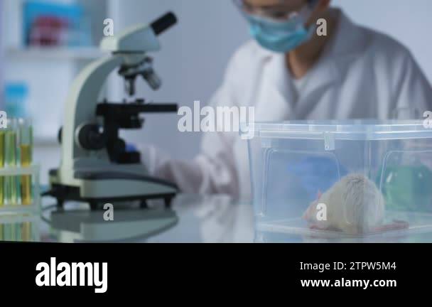 Laboratory test animal Stock Videos & Footage - HD and 4K Video Clips ...