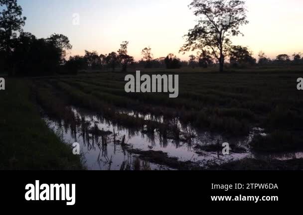Paddy rice bean drying in a yard. This is the natural paddy rice drying ...