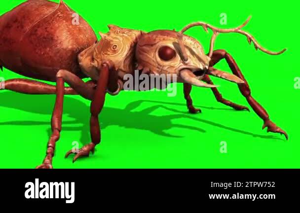 Ant Insect Walkcycle Green Screen 3D Rendering Animation Stock Video ...