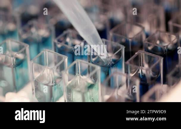 Sample filling in spectrophotometer cuvettes for analysis, different ...