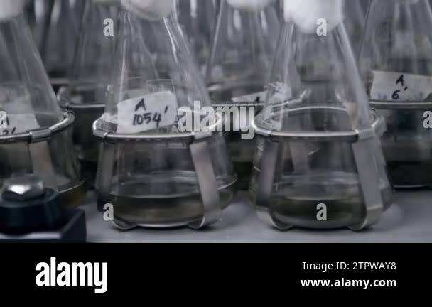 Lab bottles shaking liquid tissue microbial culture at shaker ...