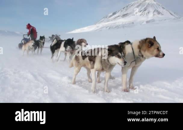 Man on dog sled team Stock Videos & Footage - HD and 4K Video Clips - Alamy