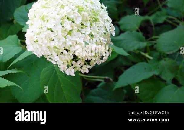 Pure white hydrangea Stock Videos & Footage - HD and 4K Video Clips - Alamy