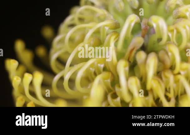 Strange flower Stock Videos & Footage - HD and 4K Video Clips - Alamy
