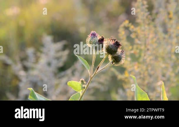 August light Stock Videos & Footage - HD and 4K Video Clips - Alamy