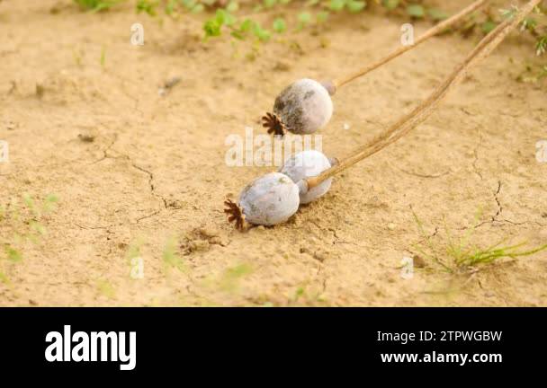 Big white rubber boot is crushing old dry poppy heads on dry ground of ...
