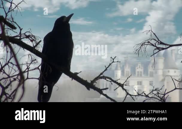 Crow wood Stock Videos & Footage - HD and 4K Video Clips - Alamy